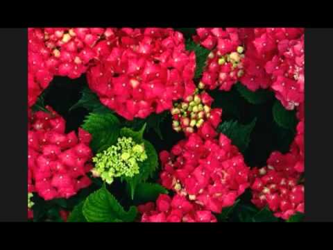 [WDCC] Abida Khanum - Meri Kashti Par Laga Dena (ManQabet)