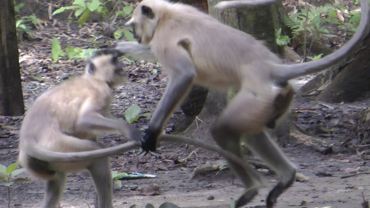 Two Baby Monkey Play Fight II Amazing Monkey Fight As Like Human ...