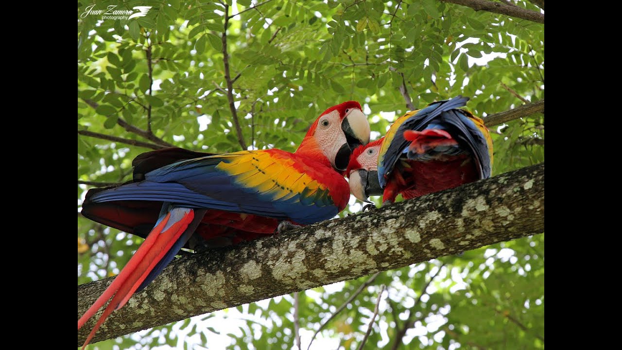 Parrot Documentary - Parrots Lives Matter by Jeffrey Vaughan - YouTube