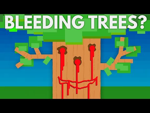 This Bizarre Tree Bleeds From Its Trunk | Safe Videos for Kids