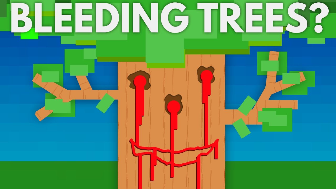 This Bizarre Tree Bleeds From Its Trunk - YouTube