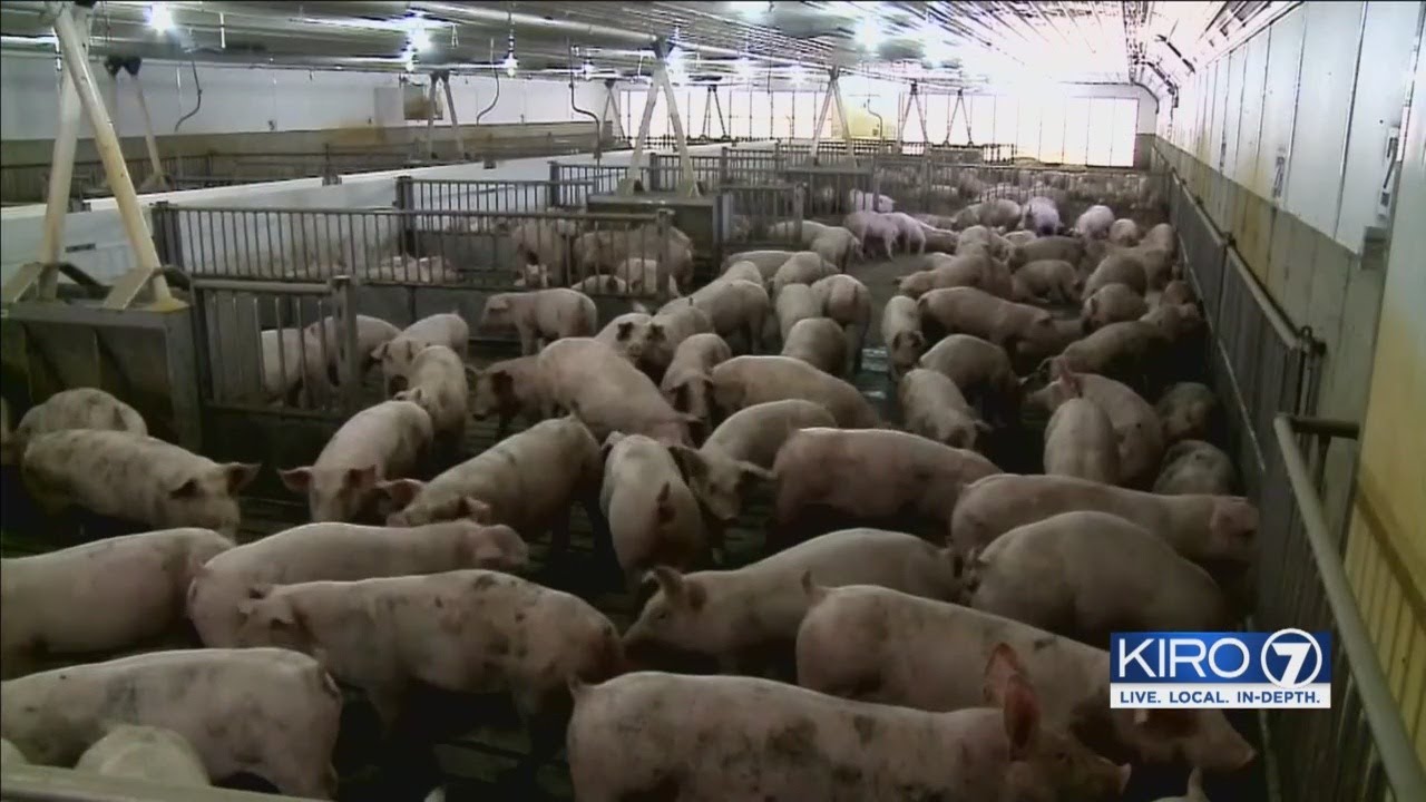 VIDEO: Why officials are concerned as influx of pigs come into state ...