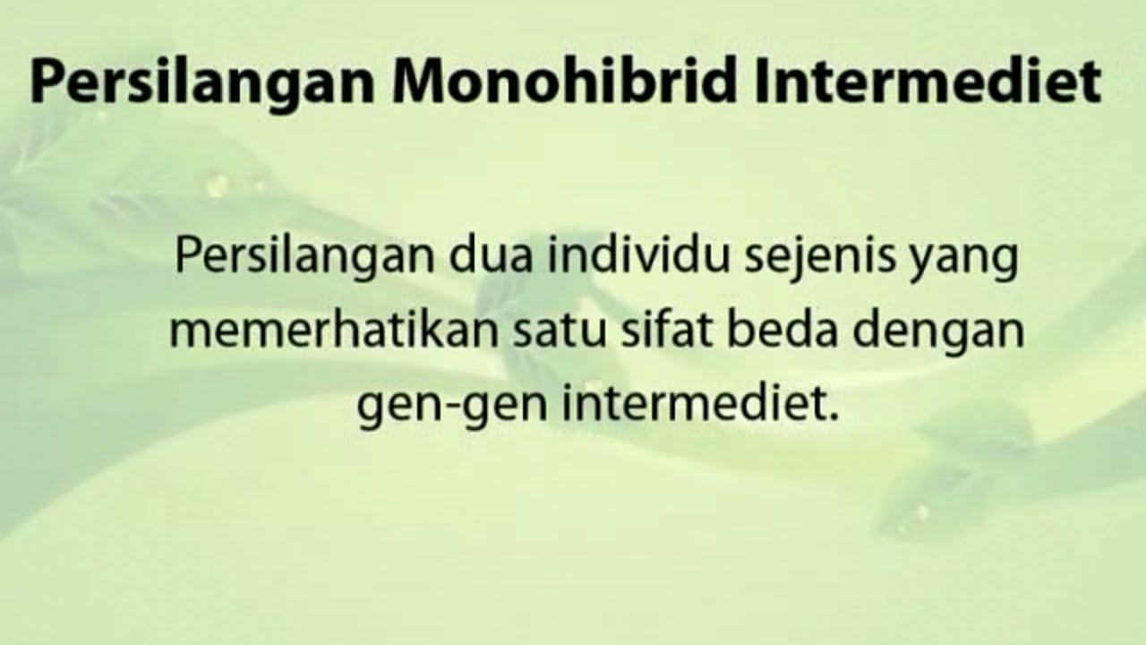 Persilangan Monohibrid Intermediet - YouTube
