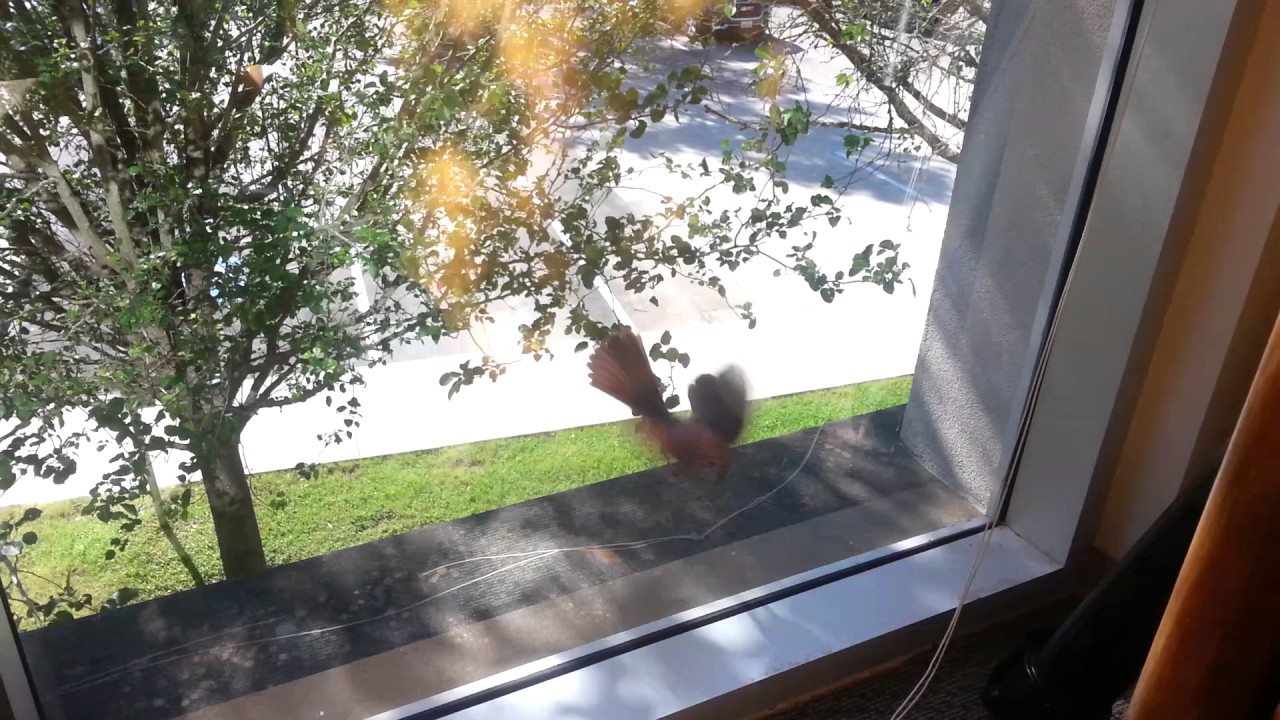 Cardinal attacking its reflection - YouTube