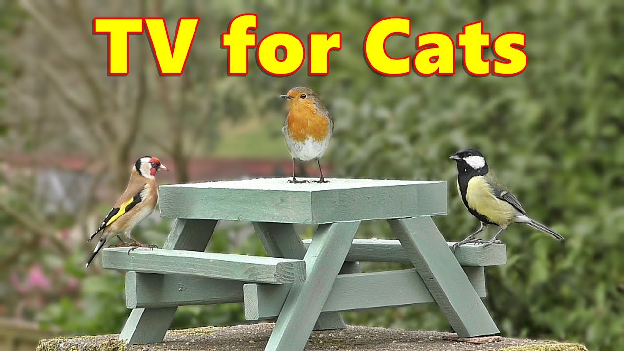Cat TV ~ Bird Watching Videos for Cats - YouTube