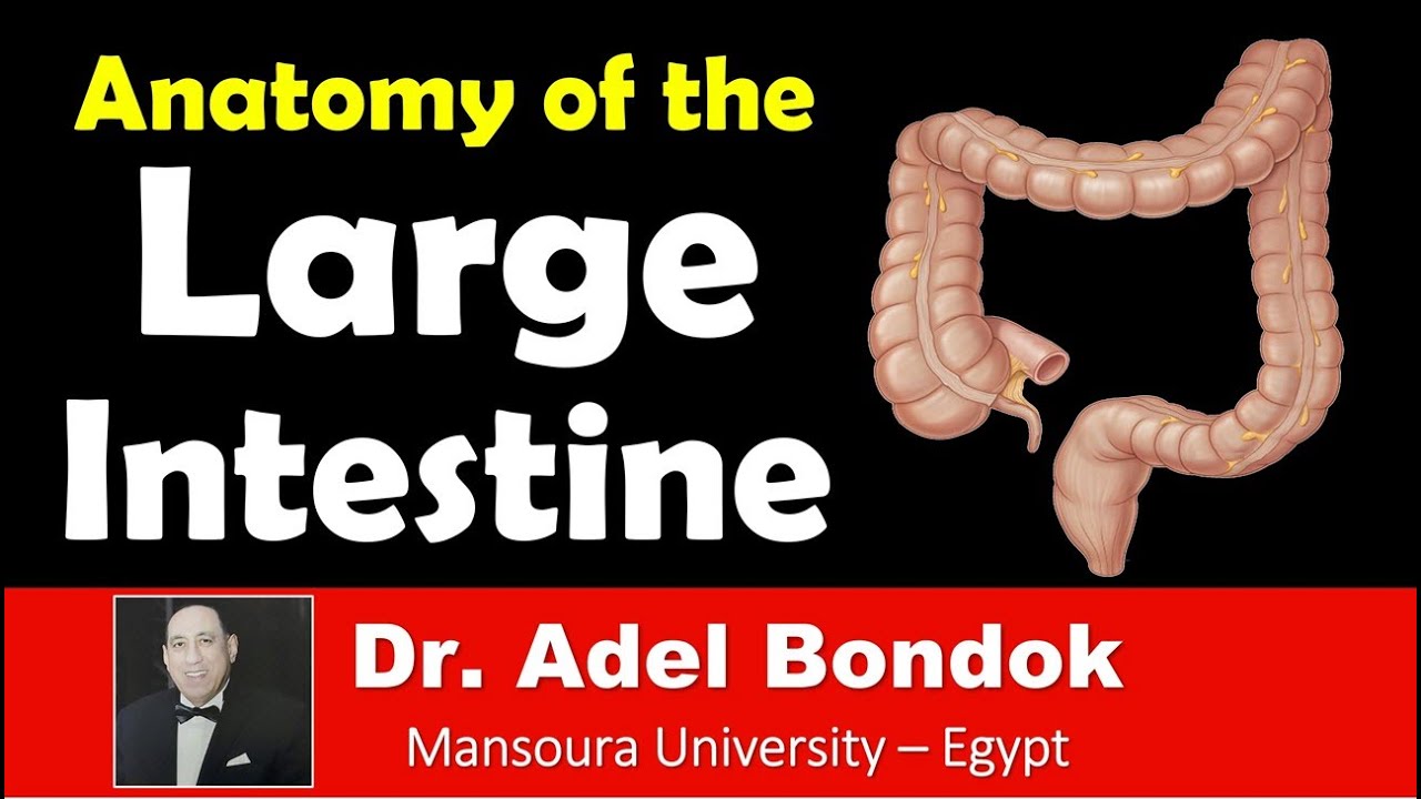 Anatomy of the Large Intestine, Dr Adel Bondok - YouTube