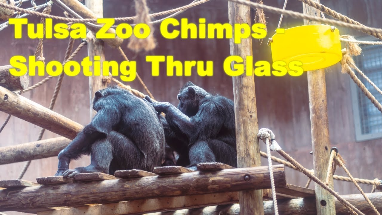 Tulsa Zoo Chimps - Shooting Through Glass - YouTube