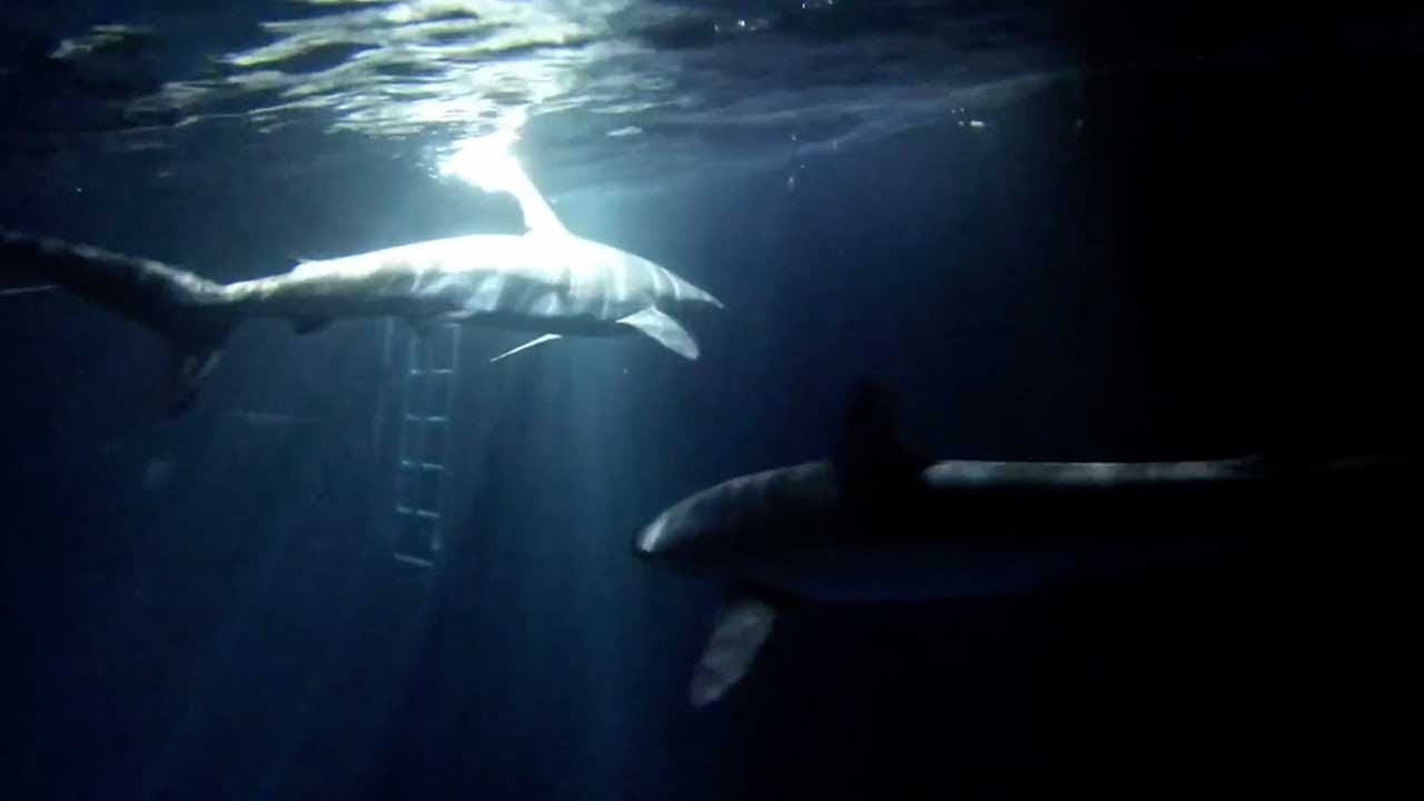 Diver Goes For Night-Time Swim With Sharks - YouTube