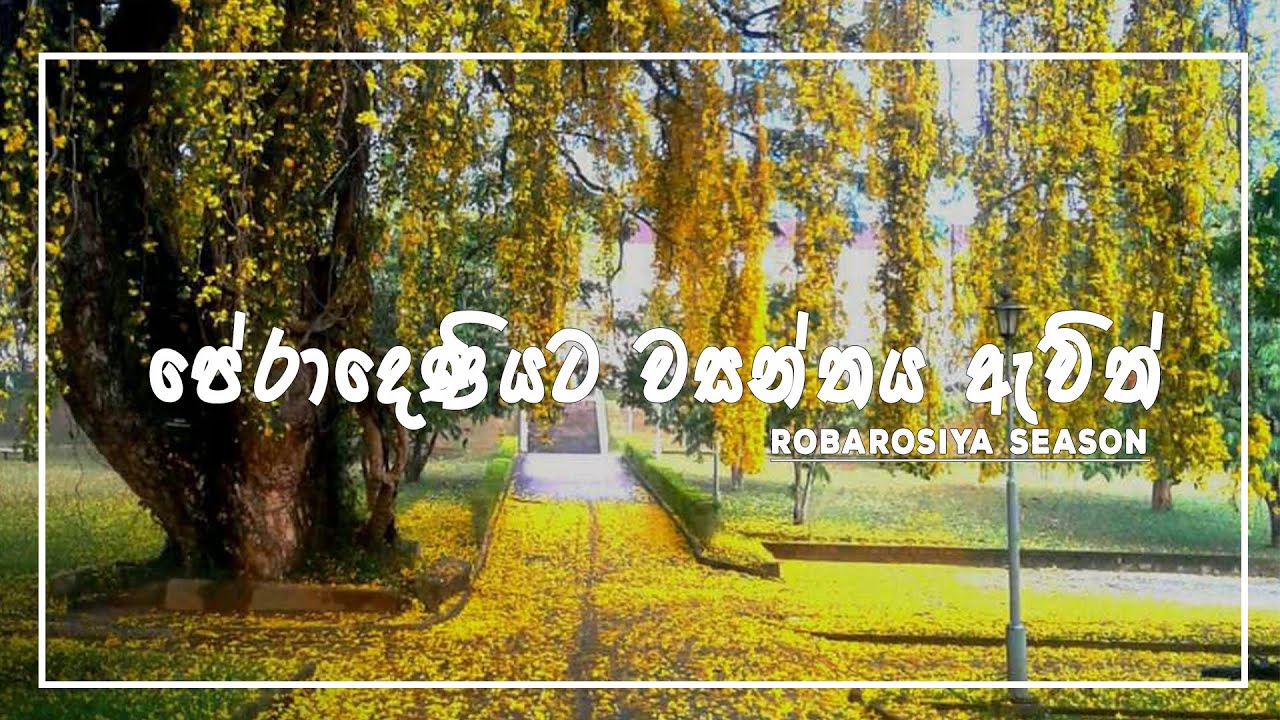Peradeniya Robarosiya Season / Robarosiya Blooming 2021 / Peradeniya ...
