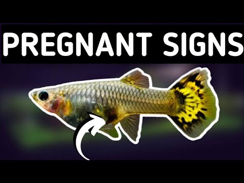 Guppy fish giving birth signs | Guppy fish pregnant signs | Guppy ...