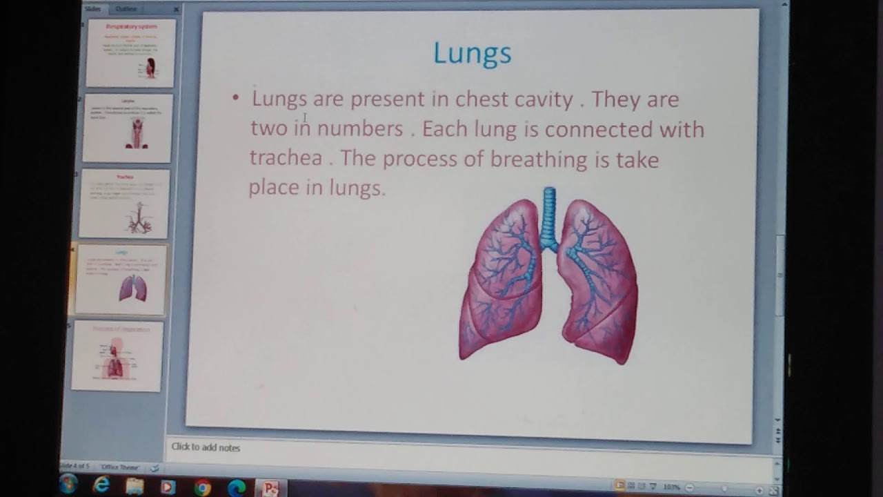 Class VII Respiratory System - YouTube