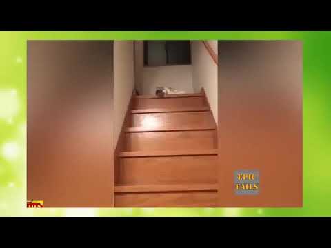 Komik kedi videolari dublajli