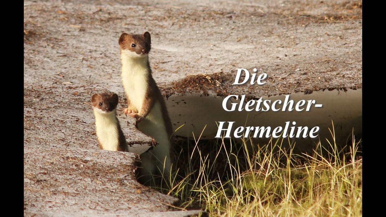 Die Gletscher-Hermeline; The Glacier Ermines, Stoats; Hermelin (Mustela ...