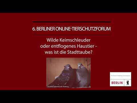 6. Berliner Tierschutzforum: Wilde Keimschleuder oder entflogenes Haustier - was ist die Stadttaube?