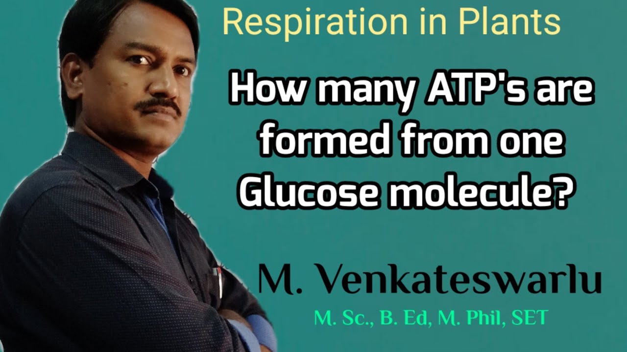 The Respiratory Balance Sheet | Respiration in Plants - YouTube