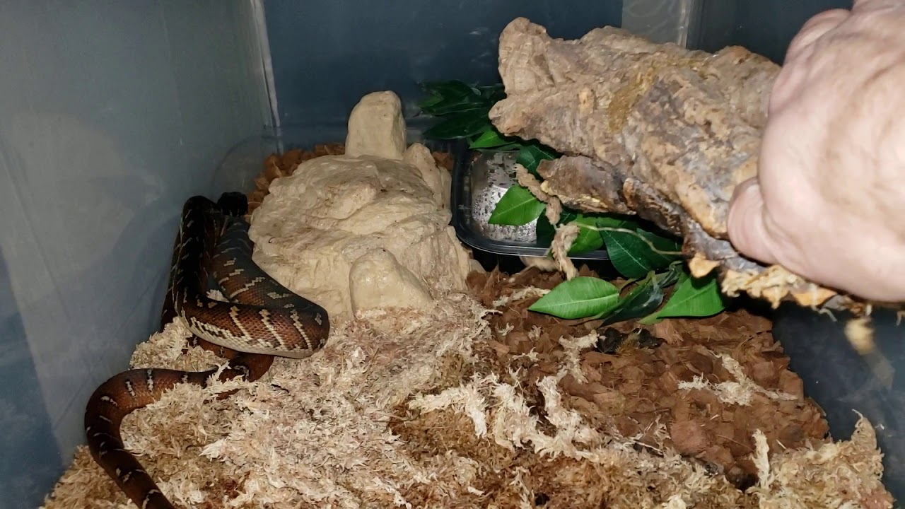 Baby Boelens Python Behavior - YouTube