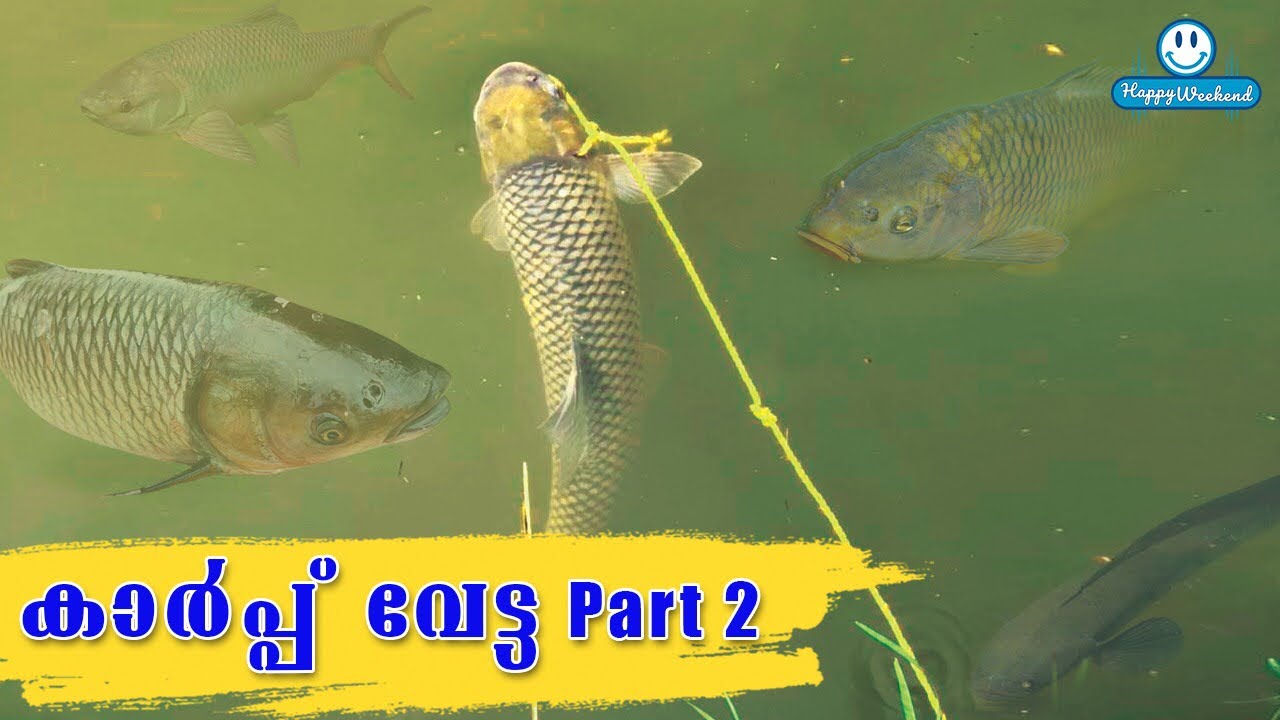 Best carp fishing video | Easy Fish grilling recipe | Easy Fishing ...
