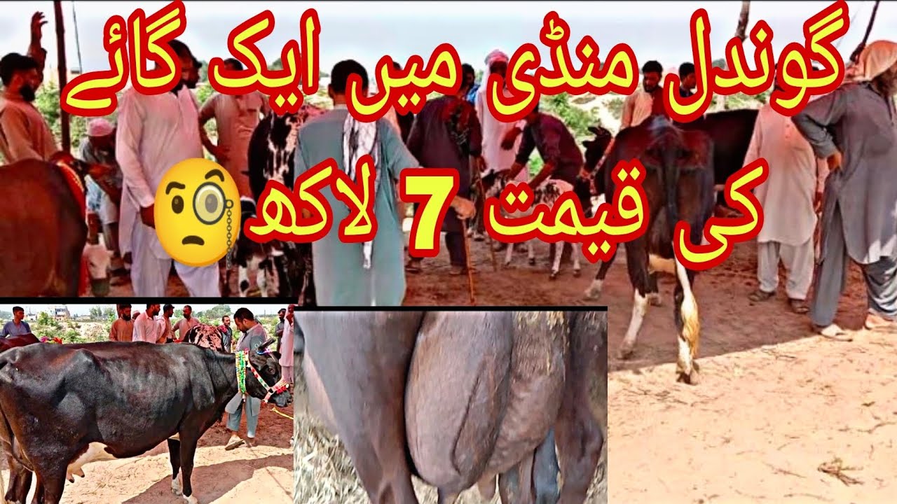 Gondal Mandi one cow 7 Lakh - YouTube