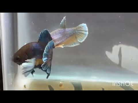 red fancy copper HMPK male and Dumbo ear HMPK males, Dumbo ear HMPK ...