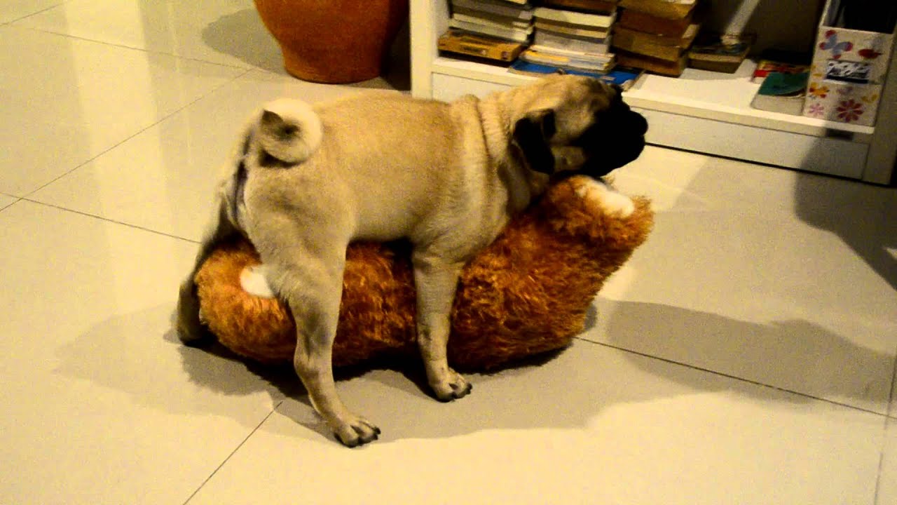 pug humping toy - YouTube