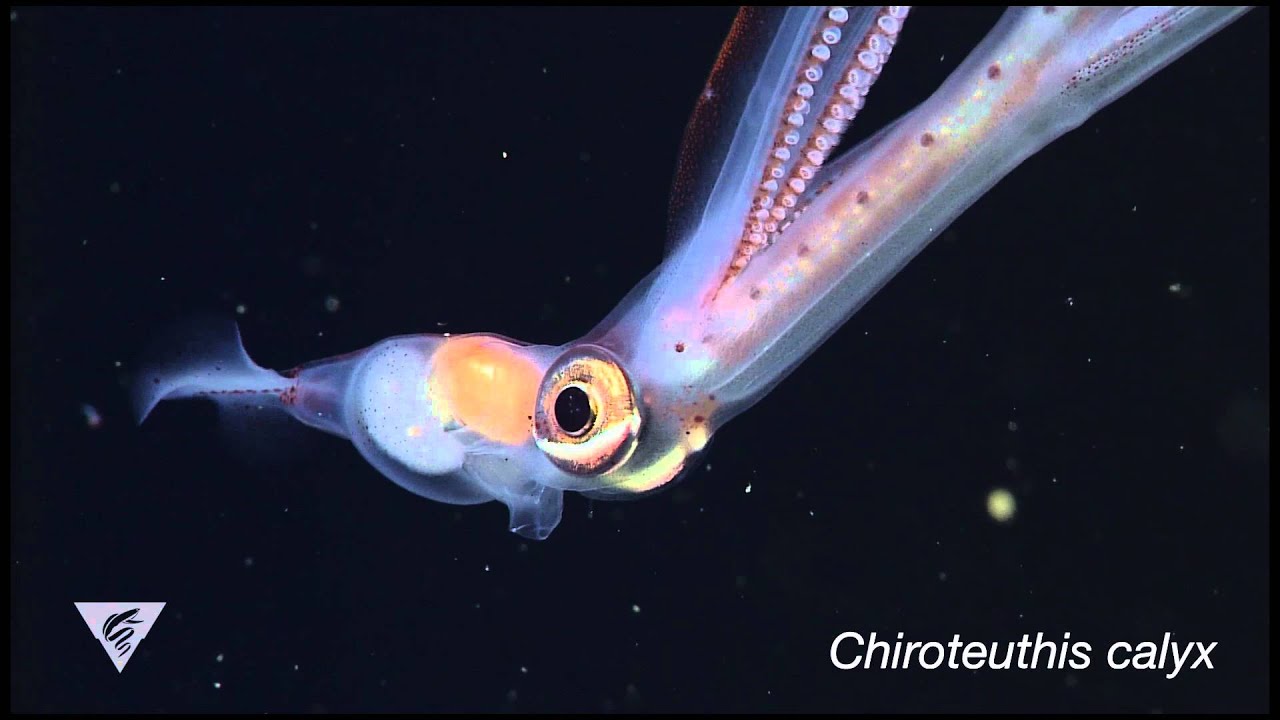 Hiding in Plain Sight: Mimicry in a Juvenile Deep-Sea Squid - YouTube