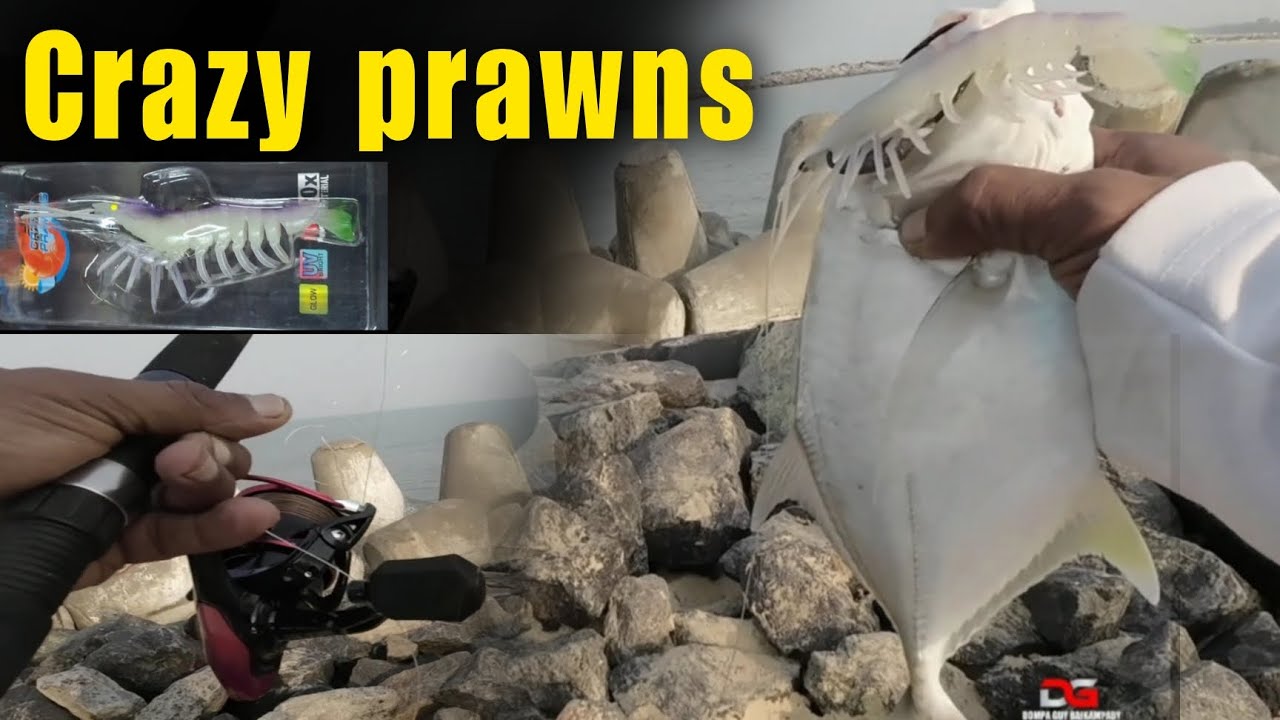 Amazing crazy prawns | jelly shrimp | GT Fish catching - YouTube