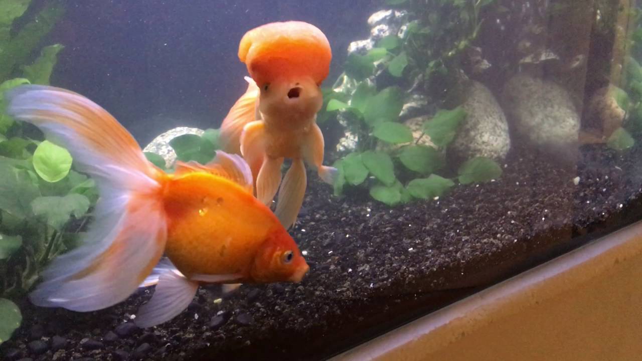 WEN deformation on Oranda goldfish - YouTube