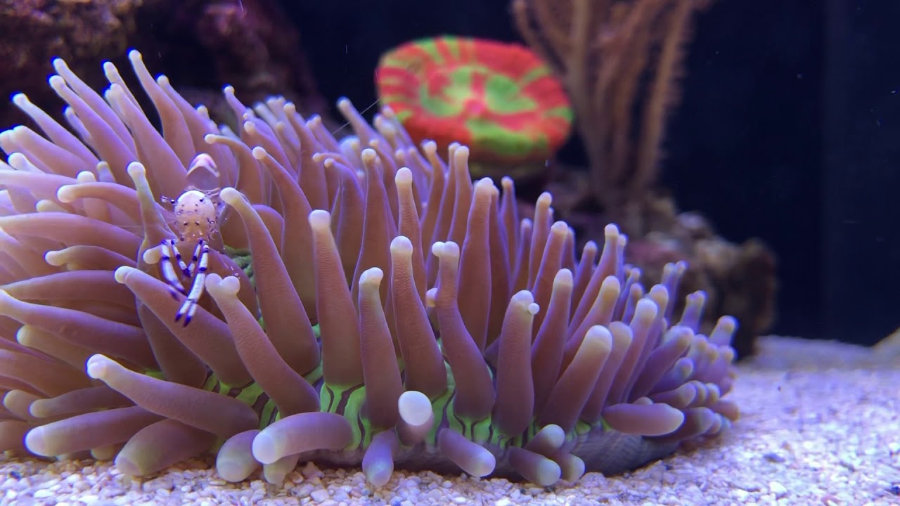 Venus anemone shrimp 'clapping' - YouTube