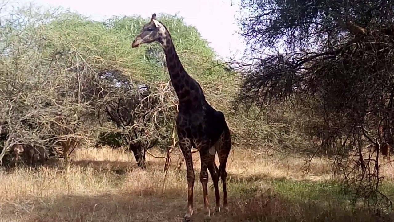 Wildlife of Senegal - YouTube