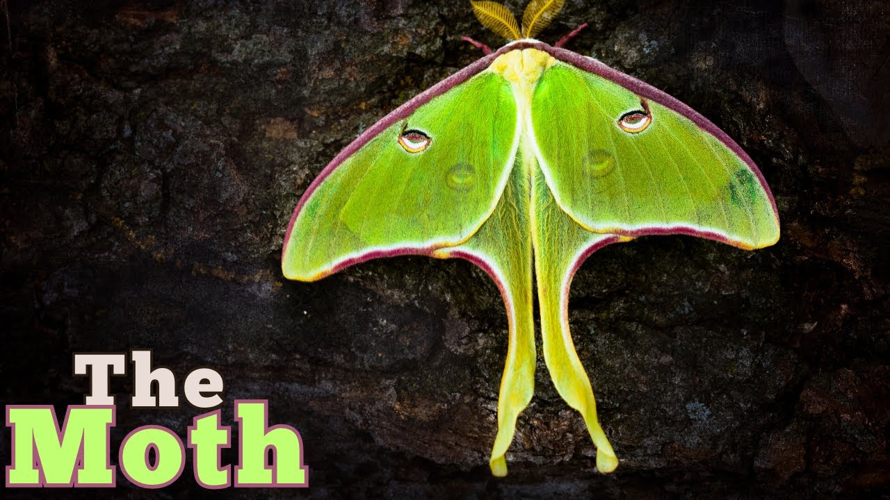 Moth Camouflage: How Moths Use Patterns to Hide from Predators - YouTube
