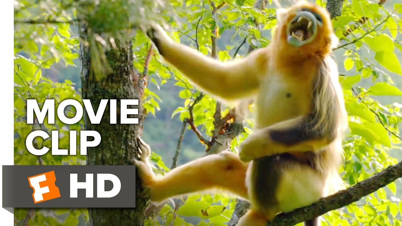 Born in China Movie Clip - Monkeying Around (2017) | Movieclips Coming ...