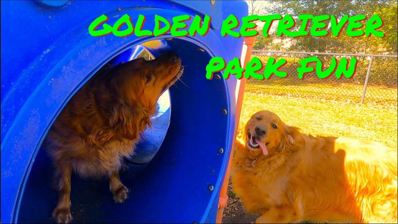 Golden retriever dogs have some fun at the park, a trip to the car wash ...