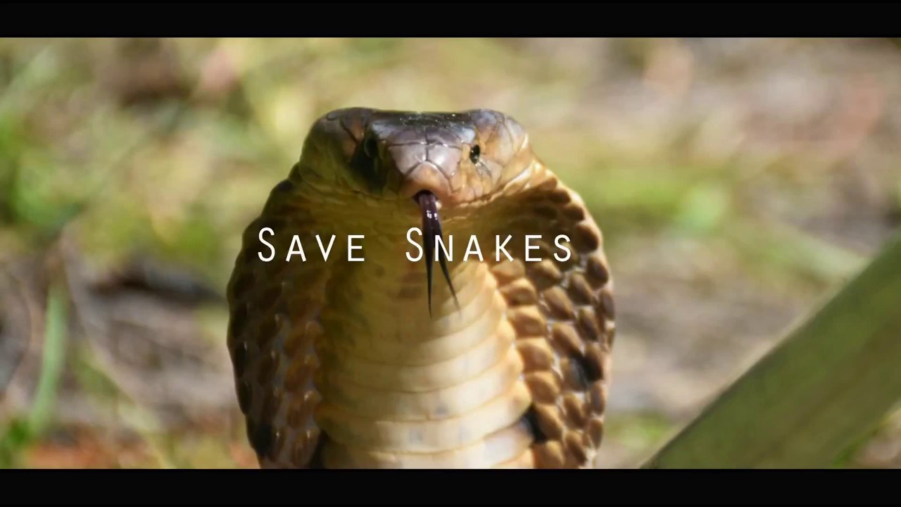 Cobra Snake in Bhutan - YouTube