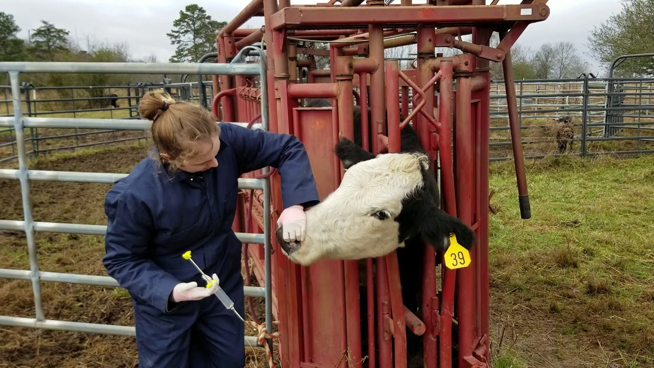 Cow dosing syringe - YouTube