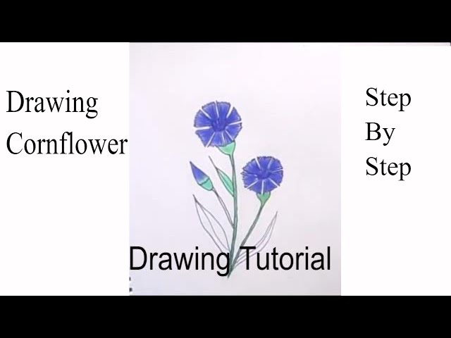 Cornflower Drawing