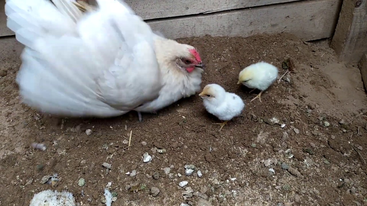 Pollos recién nacidos/ aprendiendo a comer🐣🐤🐥 - YouTube