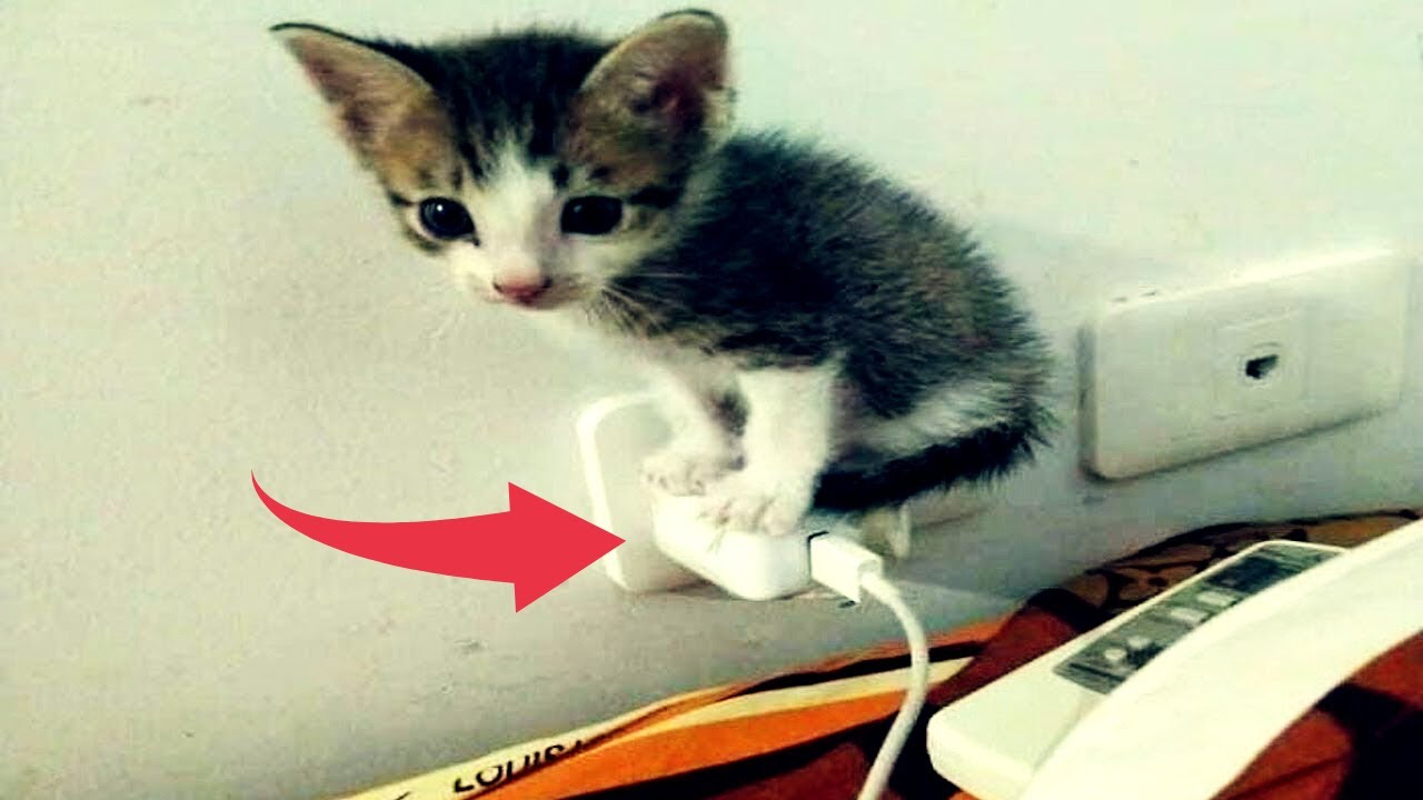 Self Charging Cats 😼🔌funny cat videos - YouTube