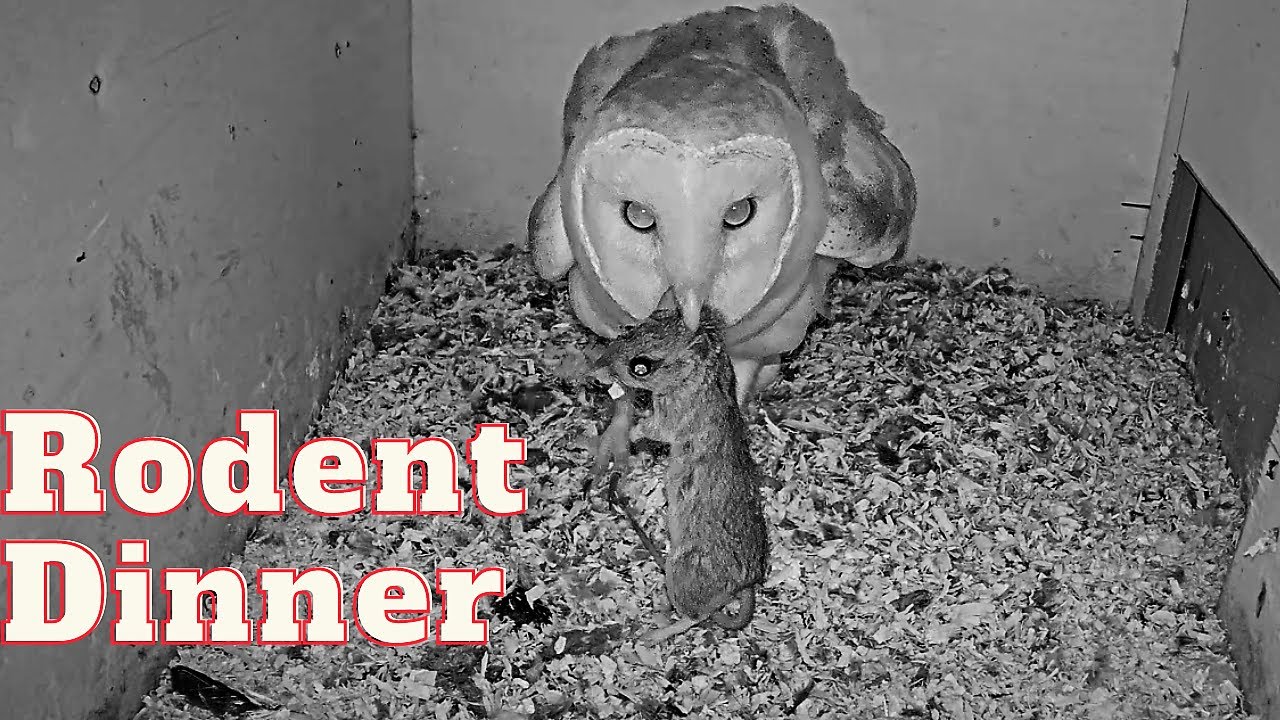 Barn owl Mom eats part of a large jird (Gerbil like Rodent) for dinner ...