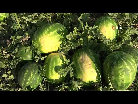 Karpuz ve Kavundan Muş Ekonomisine 75 Milyon TL’lik Katkı