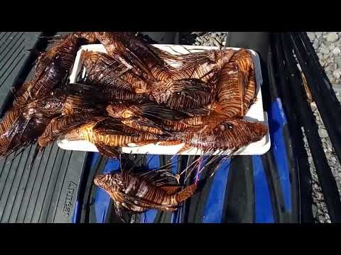 ΛΕΟΝΤΟΨΑΡΑ ΣΤΗ ΝΟΤΙΑ ΚΡΗΤΗ - YouTube
