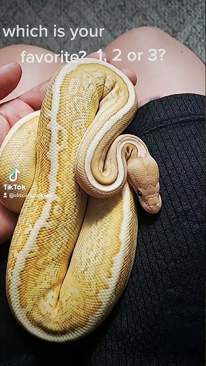 Banana Ball Python Combos - YouTube