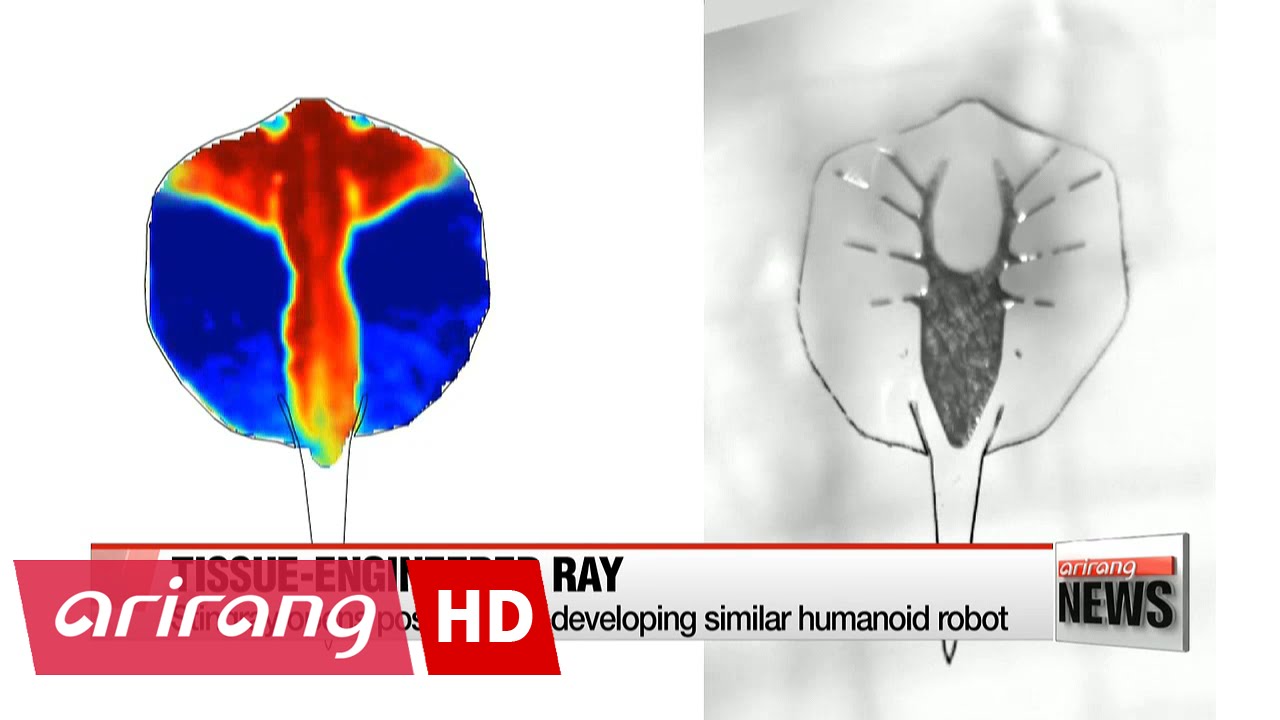 Scientists develop robotic stingray powered by light-activated muscle ...