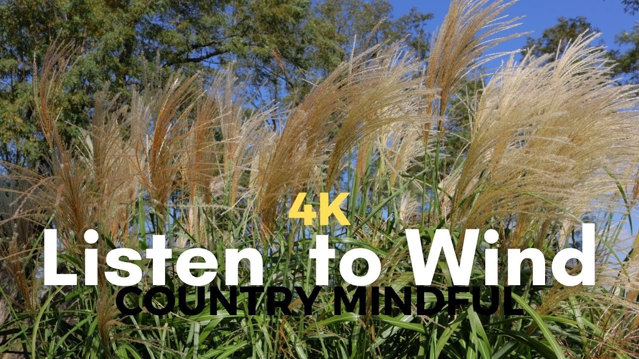 Wind Blowing Through Tall Grass 4K Video Before You Sleep Wind Sound ...