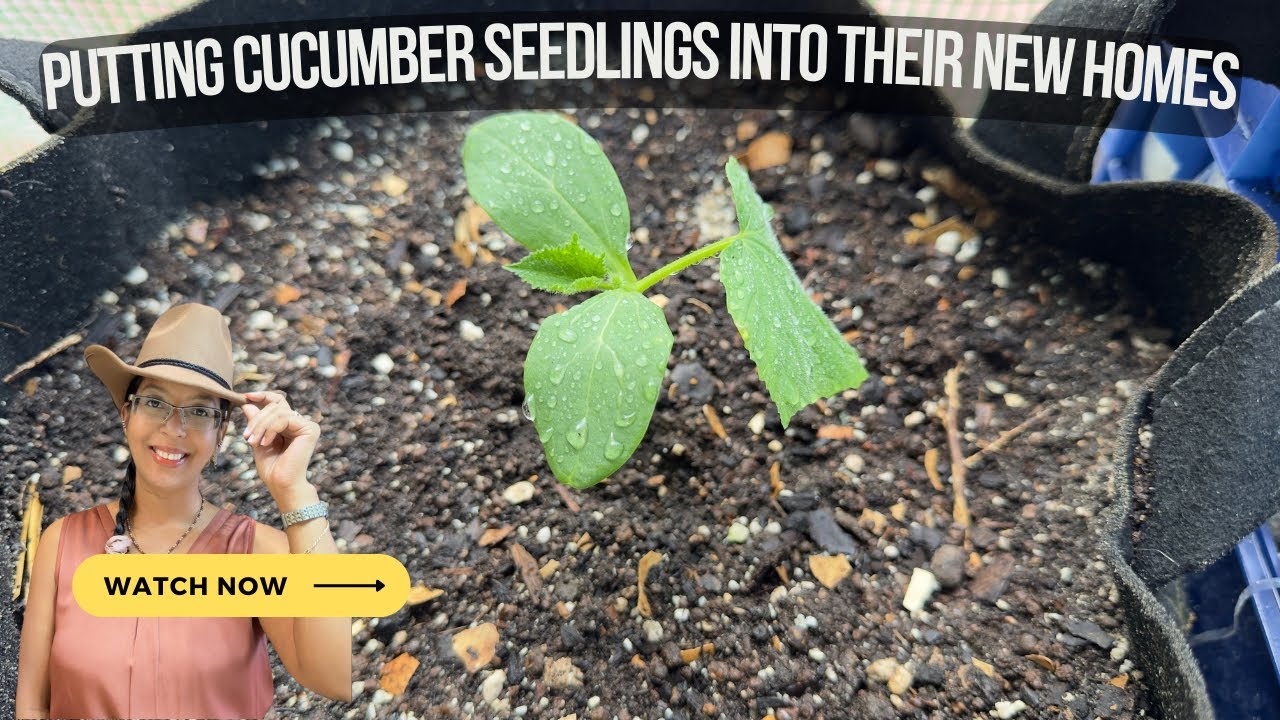 Putting Cucumber Seedlings Into Their New Homes - YouTube