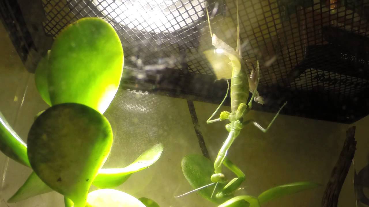 Mantis molting and wing formation 8-13-15 - YouTube