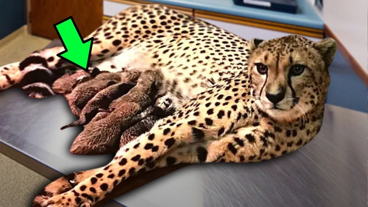 Cheetah Gave Birth to 5 Cubs. Then The Vet Screamed In Shock When He ...