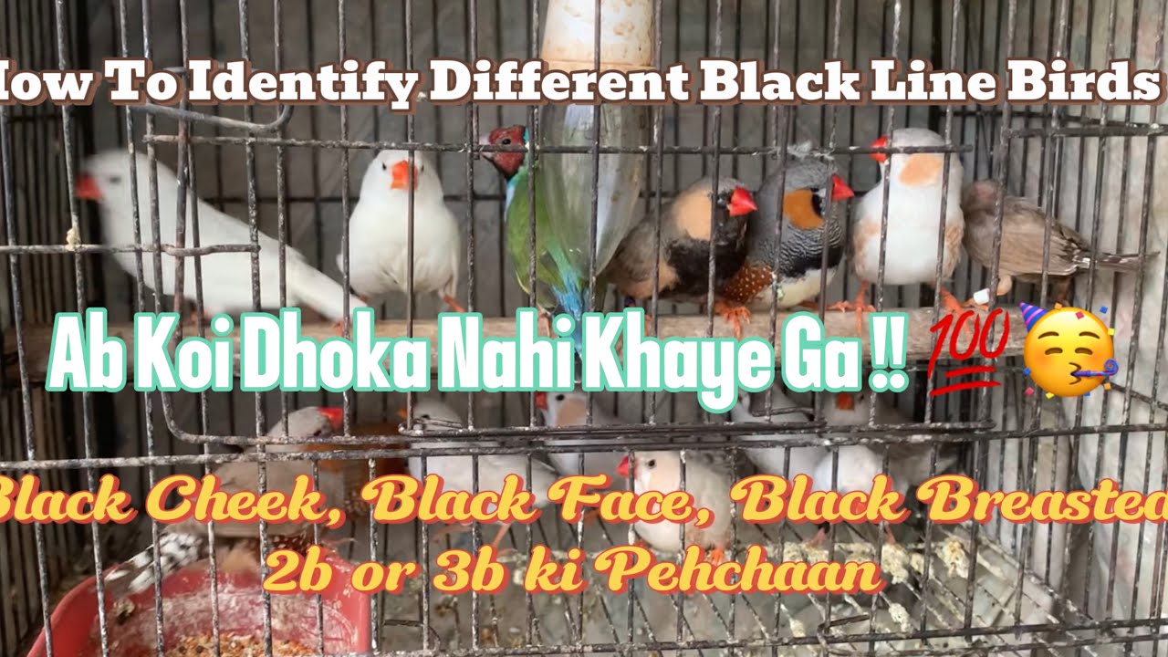 How To Identify Black Line Zebra Finches | Black Line Bird Ko Pehchan ...