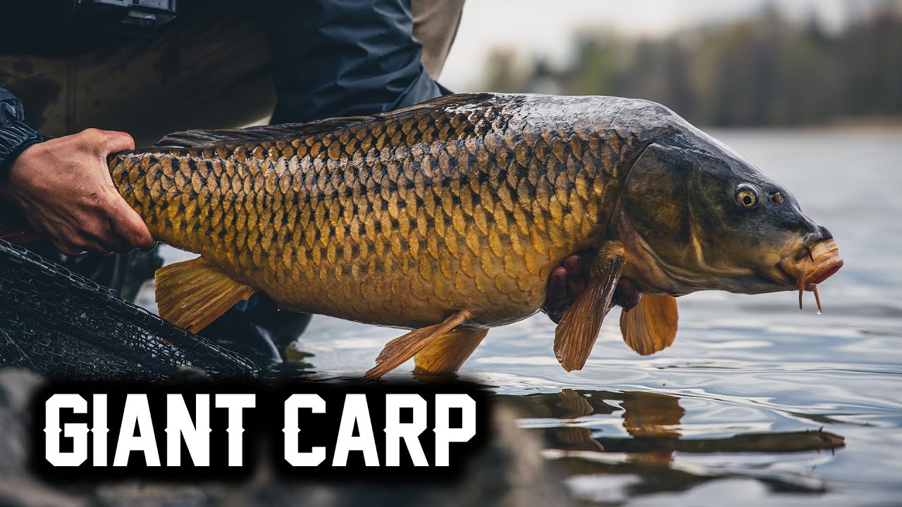 Our First Time Targeting CARP - FILM (Carp Fishing Tips & Tricks) - YouTube