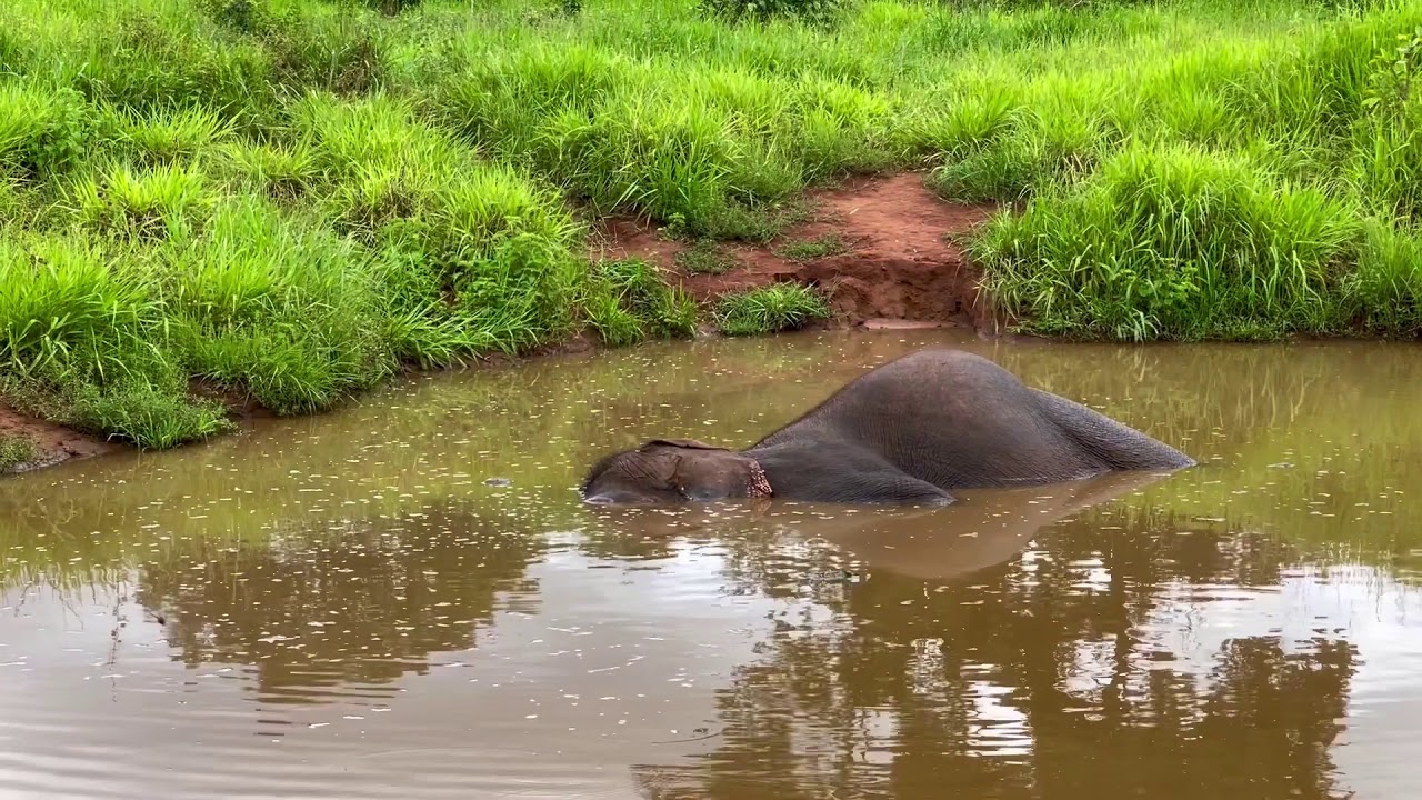 Maia Pond Blobs Again (& Again) - YouTube