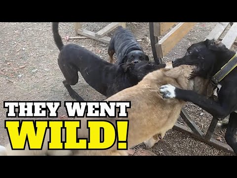 Cane Corso vs. Kangal: The Epic Showdown You Won't Forget!